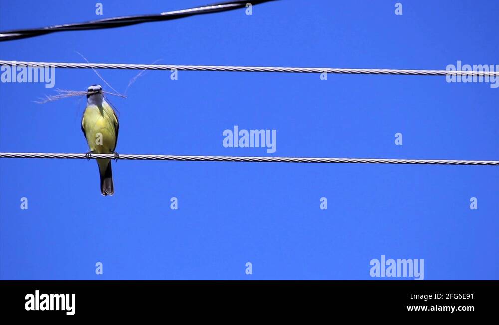 Bird building a nest. Light pole distribution transformer messy wires ...