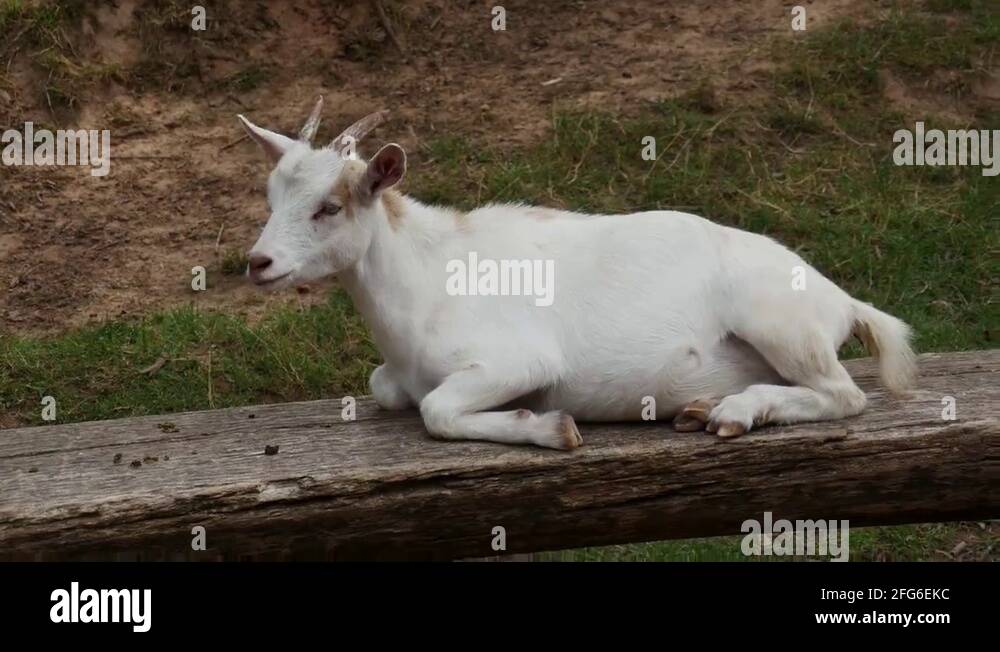 White he goat Stock Videos & Footage - HD and 4K Video Clips - Alamy