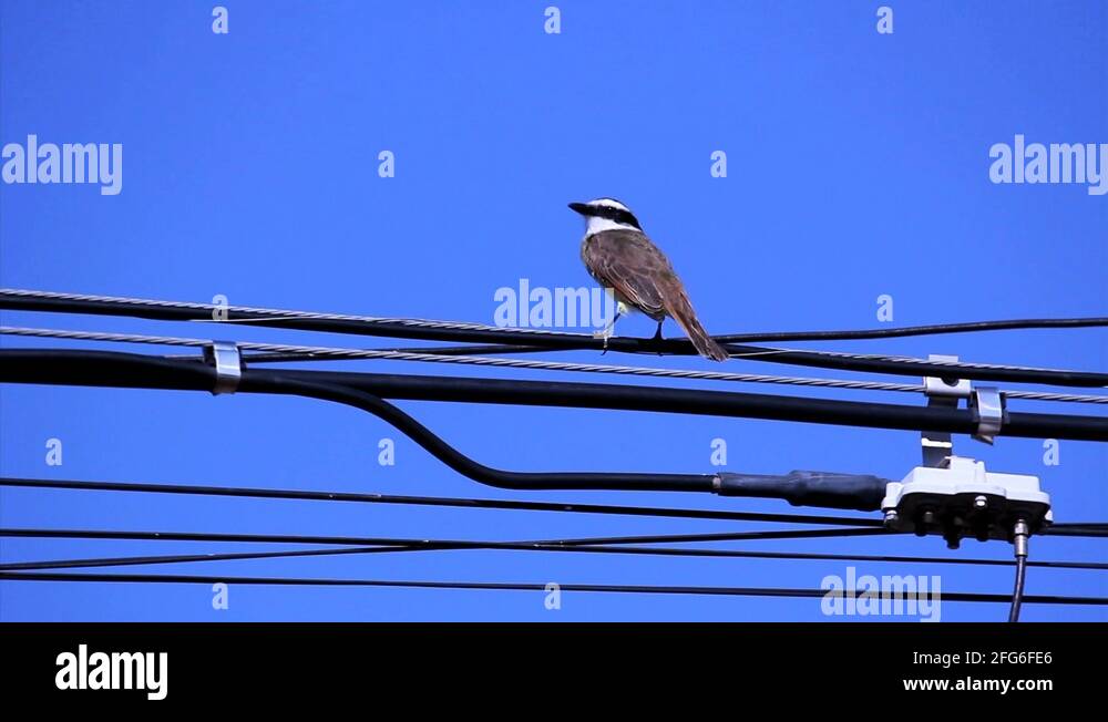 Bird building a nest. Light pole distribution transformer messy wires ...