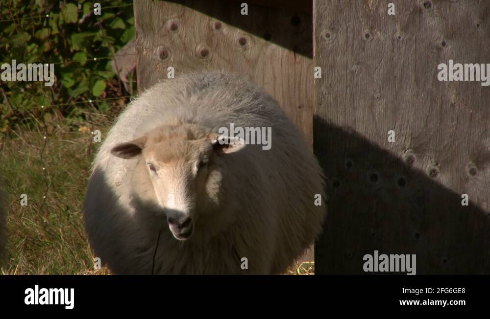 Look sheep Stock Videos & Footage - HD and 4K Video Clips - Alamy