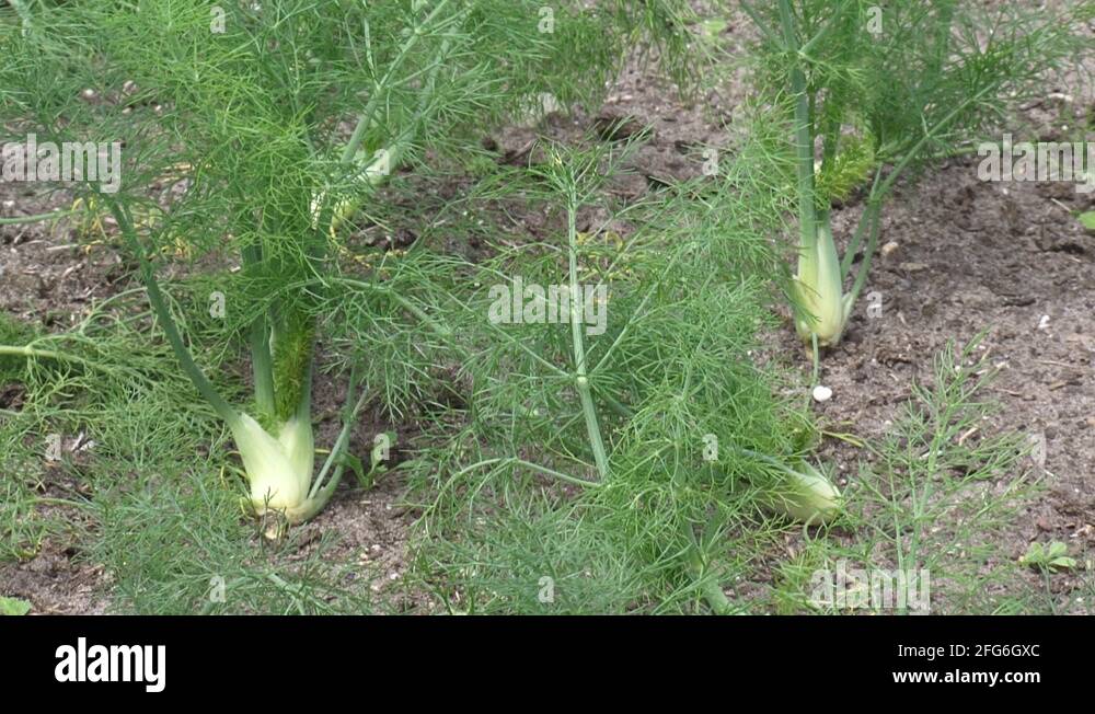 At the base of the stem Stock Videos & Footage - HD and 4K Video Clips ...