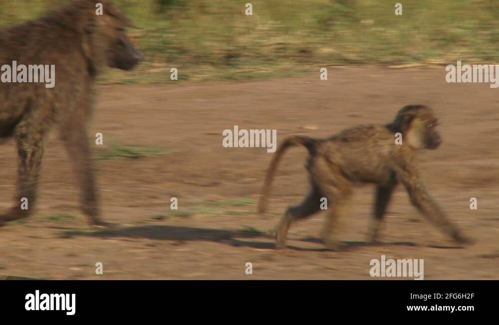 Mother and baby baboon Stock Videos & Footage - HD and 4K Video Clips ...