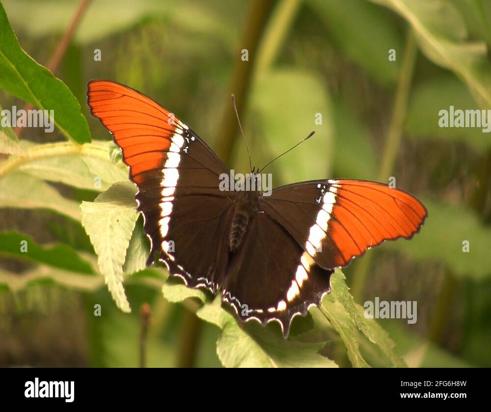 Rusty page Stock Videos & Footage - HD and 4K Video Clips - Alamy