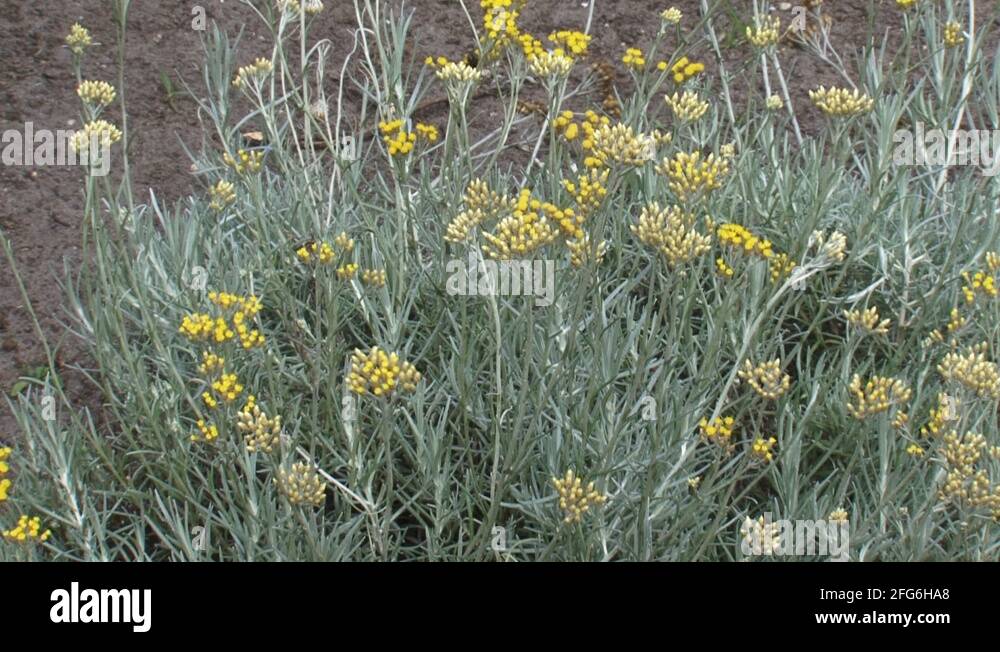 Curry plant Stock Videos & Footage - HD and 4K Video Clips - Alamy