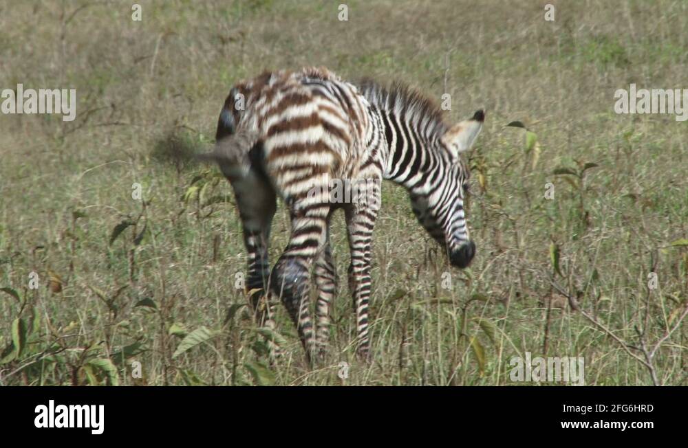 Leg sac Stock Videos & Footage - HD and 4K Video Clips - Alamy