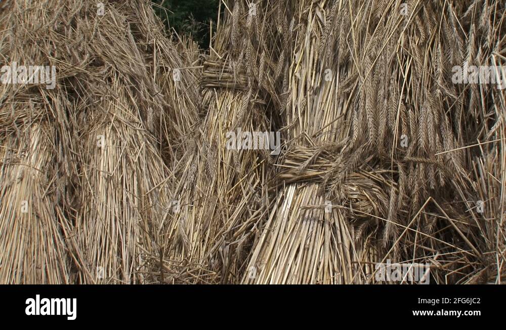 Sheaves of corn Stock Videos & Footage - HD and 4K Video Clips - Alamy