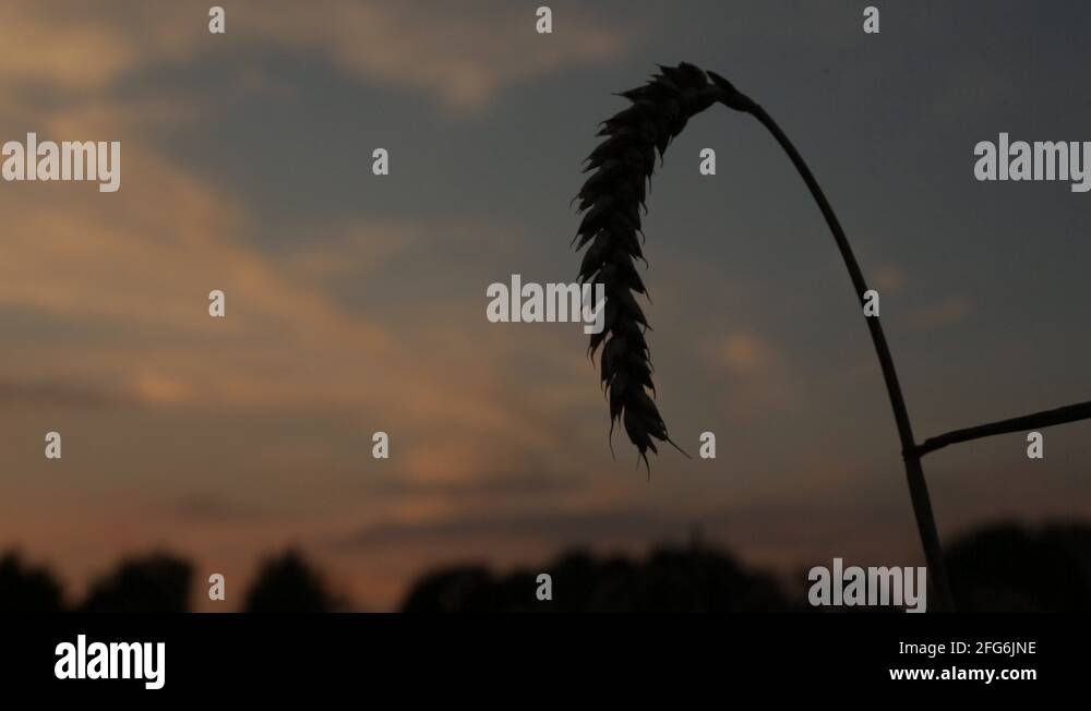 Wheat strand Stock Videos & Footage - HD and 4K Video Clips - Alamy