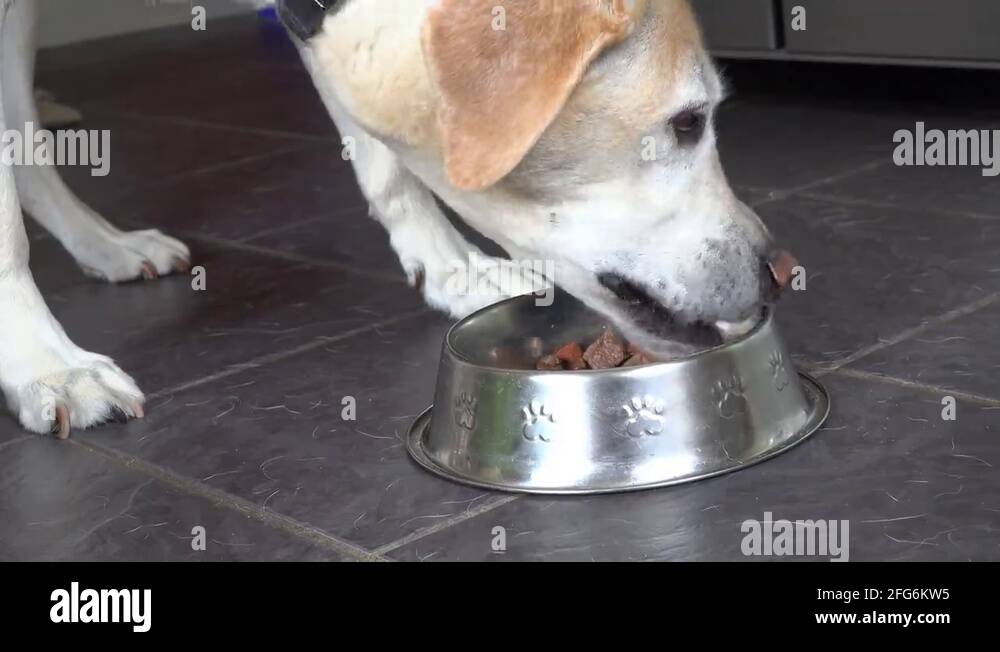 Labrador eating bowl outside Stock Videos & Footage - HD and 4K Video ...