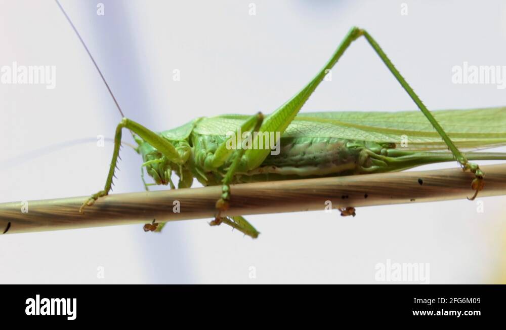 Grasshopper wild bug hopper insect wildlife Stock Videos & Footage - HD ...