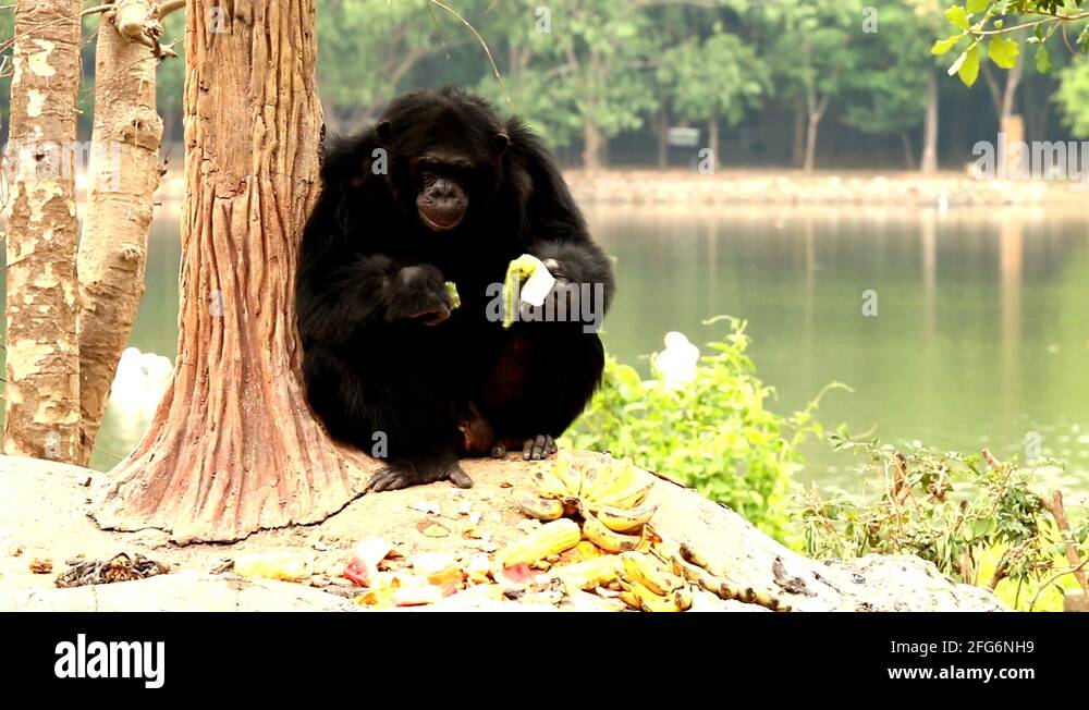 Chimpanzee eating fruit Stock Videos & Footage - HD and 4K Video Clips ...