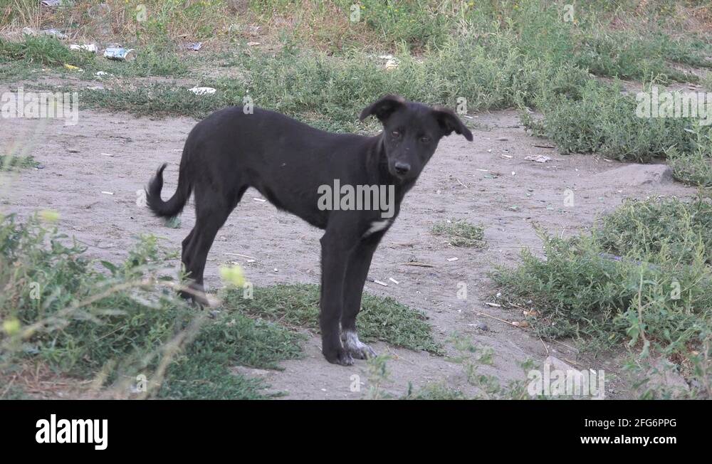 Dog stray path Stock Videos & Footage - HD and 4K Video Clips - Alamy