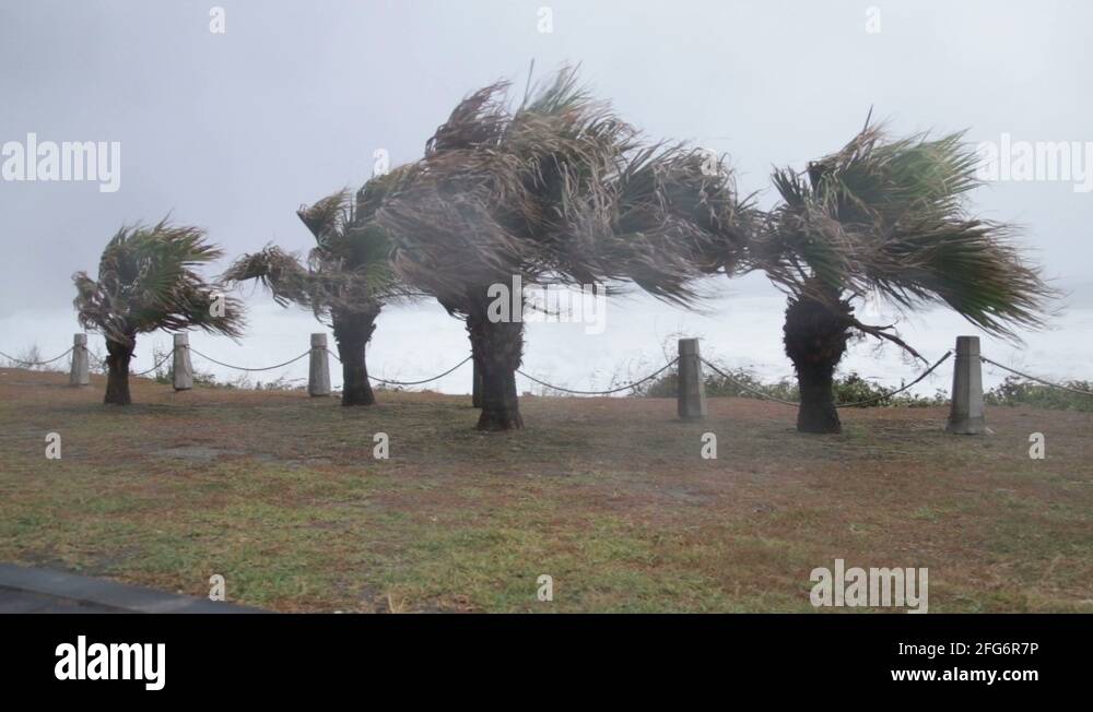 Trees blowing wind hurricane Stock Videos & Footage - HD and 4K Video ...