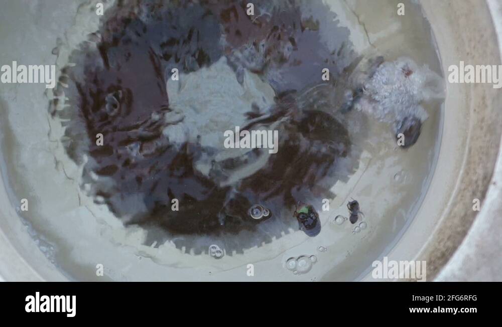 Gross dead bugs Stock Videos & Footage - HD and 4K Video Clips - Alamy