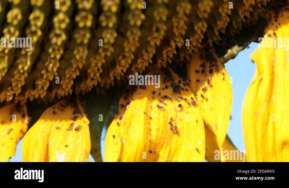 Sunflower pests Stock Videos & Footage - HD and 4K Video Clips - Alamy