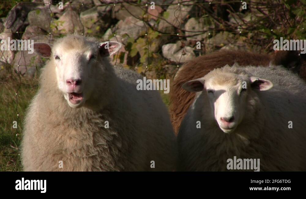 Sheep in sun Stock Videos & Footage - HD and 4K Video Clips - Alamy