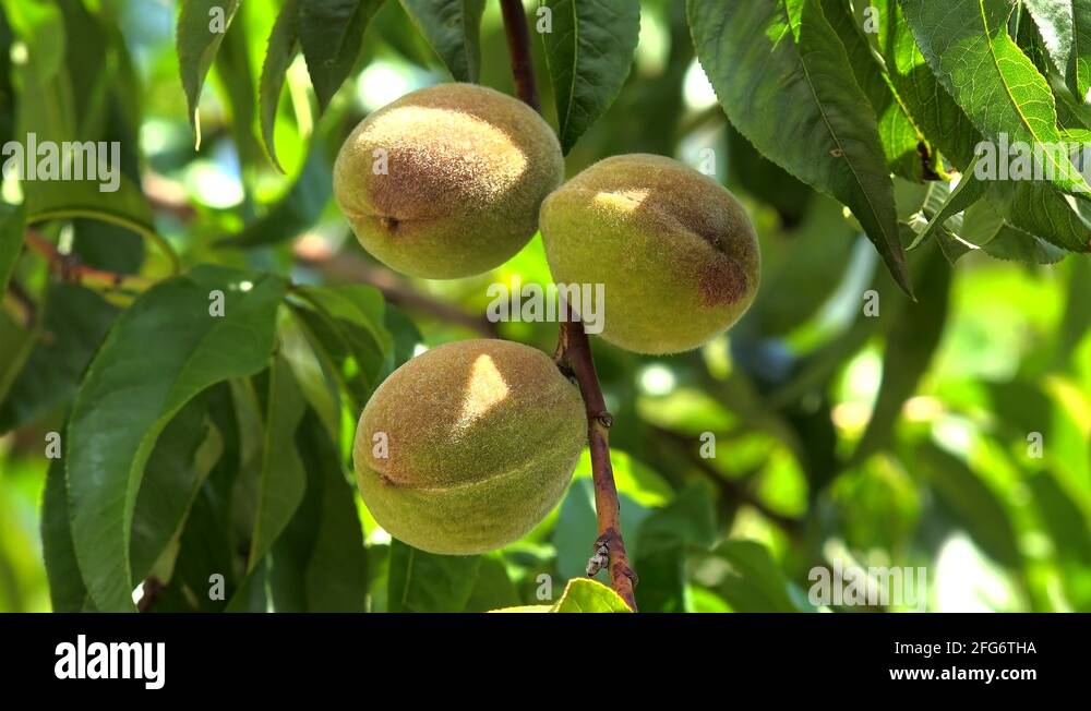 Bitter almond tree Stock Videos & Footage - HD and 4K Video Clips - Alamy