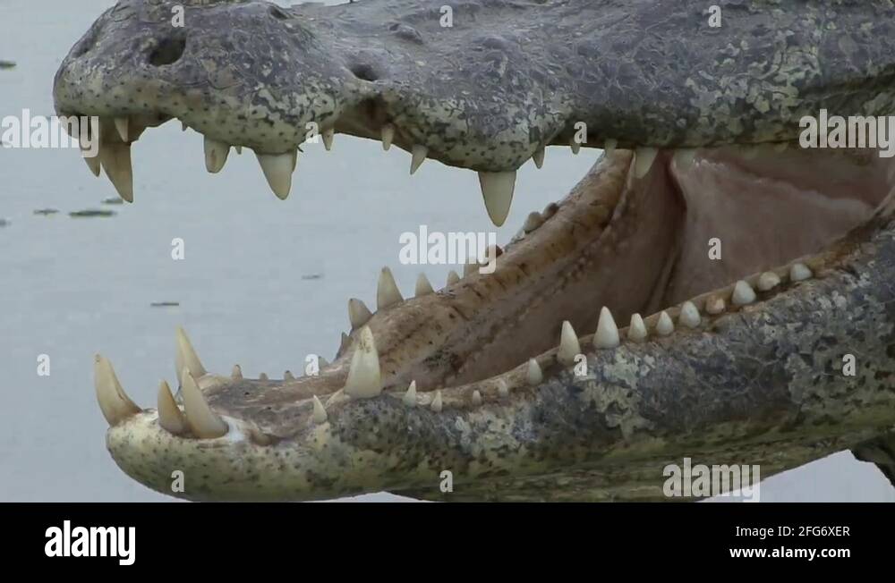 Yacare caiman lays in lake with open mouth showing teeth Stock Video ...