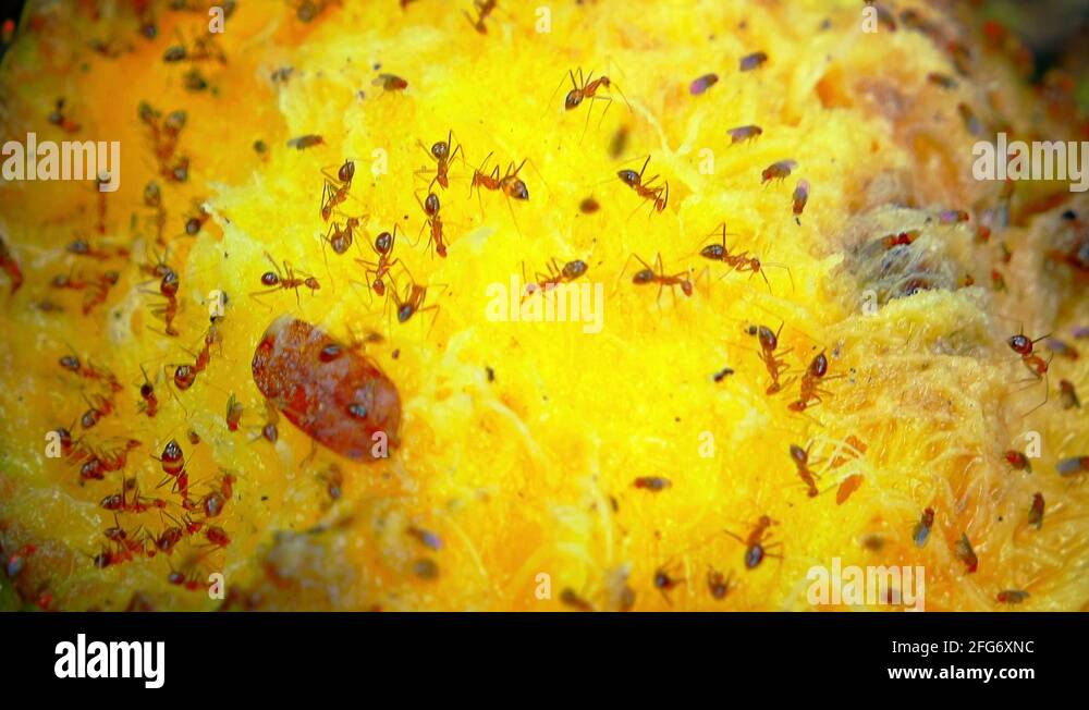 Jungle insects Stock Videos & Footage - HD and 4K Video Clips - Alamy