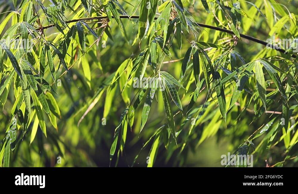 Wet bamboo leaves with rain water Stock Videos & Footage - HD and 4K ...