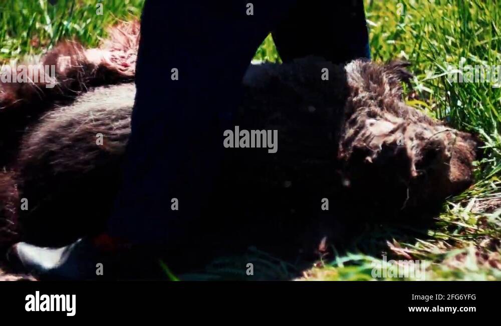 Dead moose Stock Videos & Footage - HD and 4K Video Clips - Alamy