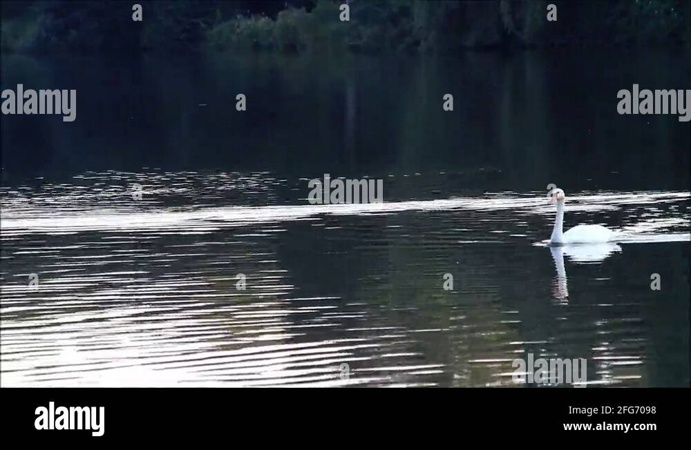 Floating swan at rest Stock Videos & Footage - HD and 4K Video Clips ...