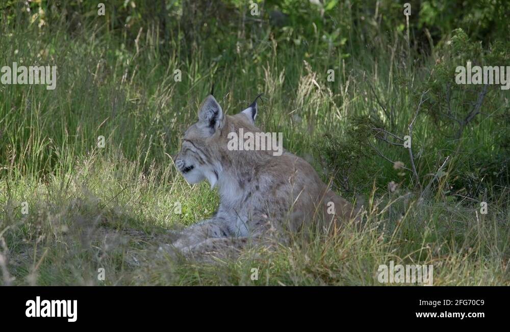 Eurasian lynx lynx lynx yawning Stock Videos & Footage - HD and 4K ...