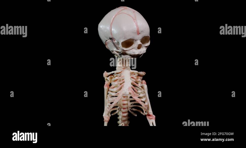 Fetus baby anatomy Stock Videos & Footage - HD and 4K Video Clips - Alamy