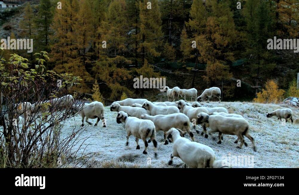 Alpine sheep Stock Videos & Footage - HD and 4K Video Clips - Alamy