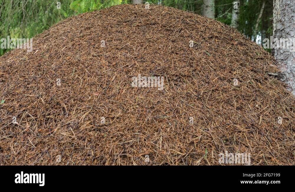 huge ant hill in boreal forest teeming with tiny ants (Formica), time ...