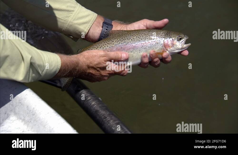 Releasing trout Stock Videos & Footage - HD and 4K Video Clips - Alamy