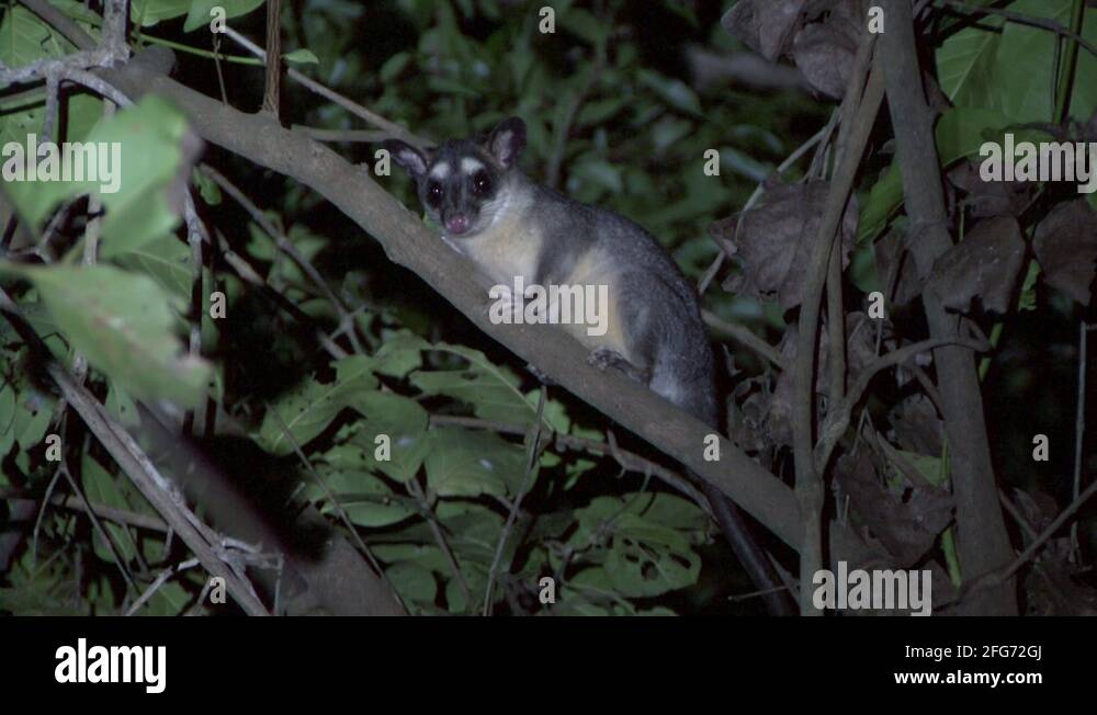 Opossum in tree Stock Videos & Footage - HD and 4K Video Clips - Alamy