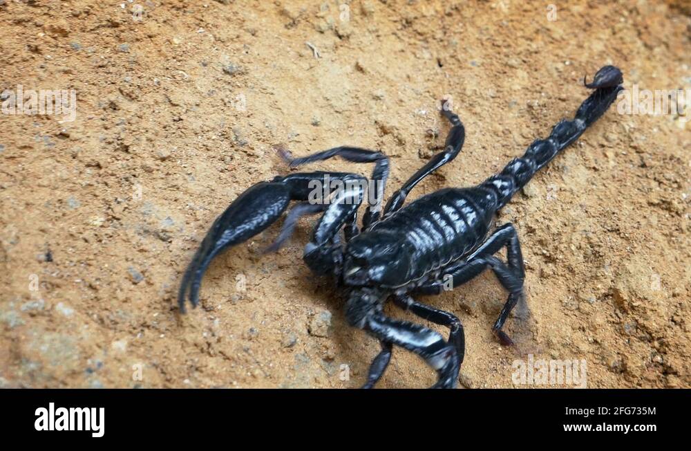 Big scorpion Stock Videos & Footage - HD and 4K Video Clips - Alamy