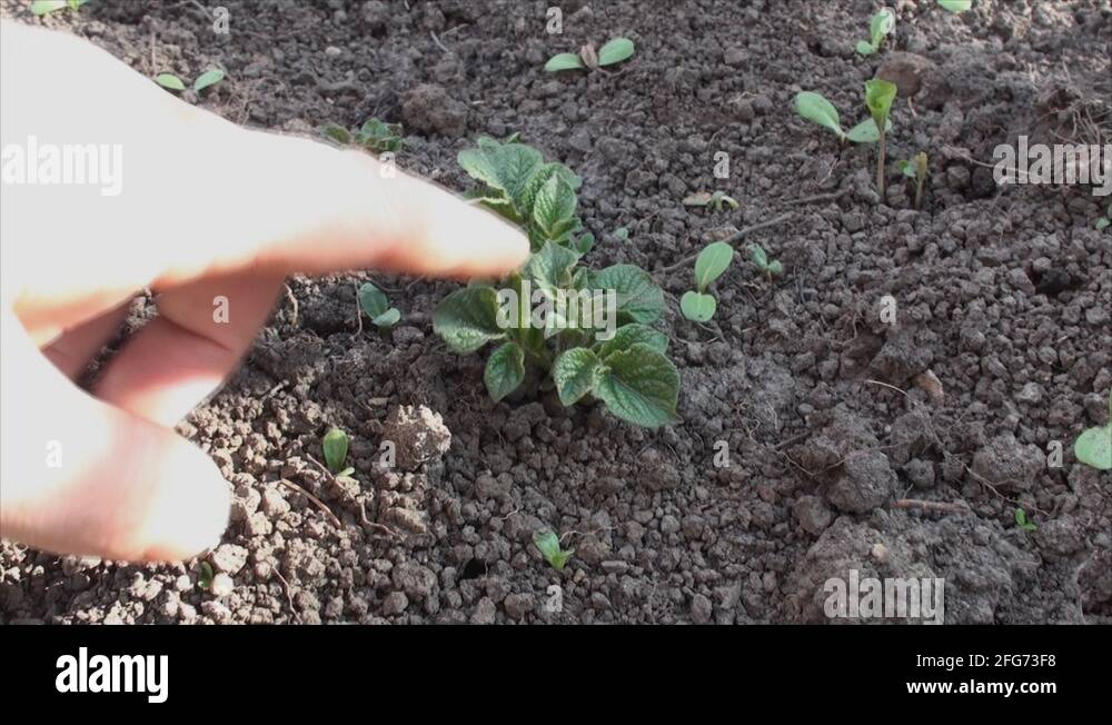 Germinating Stock Videos & Footage - HD and 4K Video Clips - Alamy