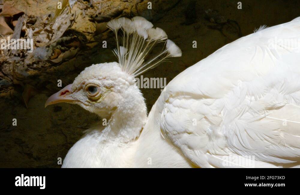 Leucistic animals Stock Videos & Footage - HD and 4K Video Clips - Alamy