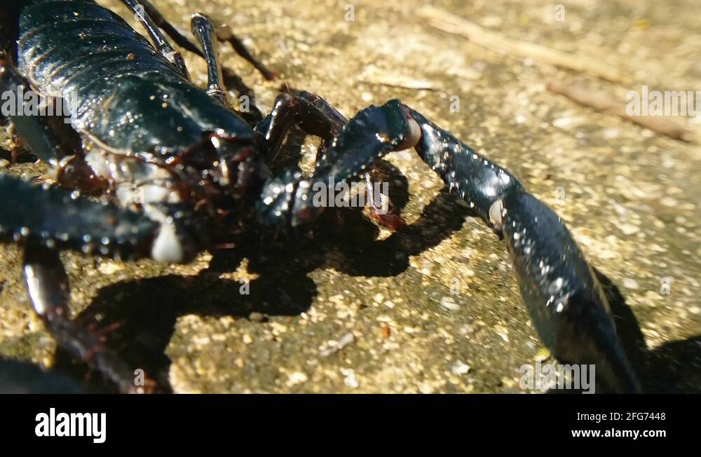 Scary scorpion Stock Videos & Footage - HD and 4K Video Clips - Alamy