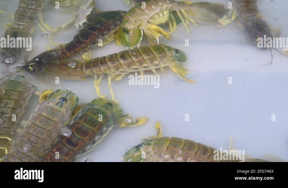 Shrimp in fish market Stock Videos & Footage - HD and 4K Video Clips ...