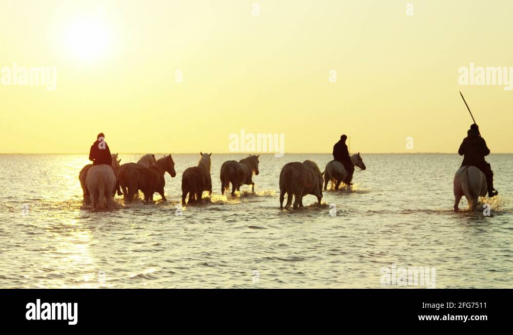 Animal sunrise Stock Videos & Footage - HD and 4K Video Clips - Alamy