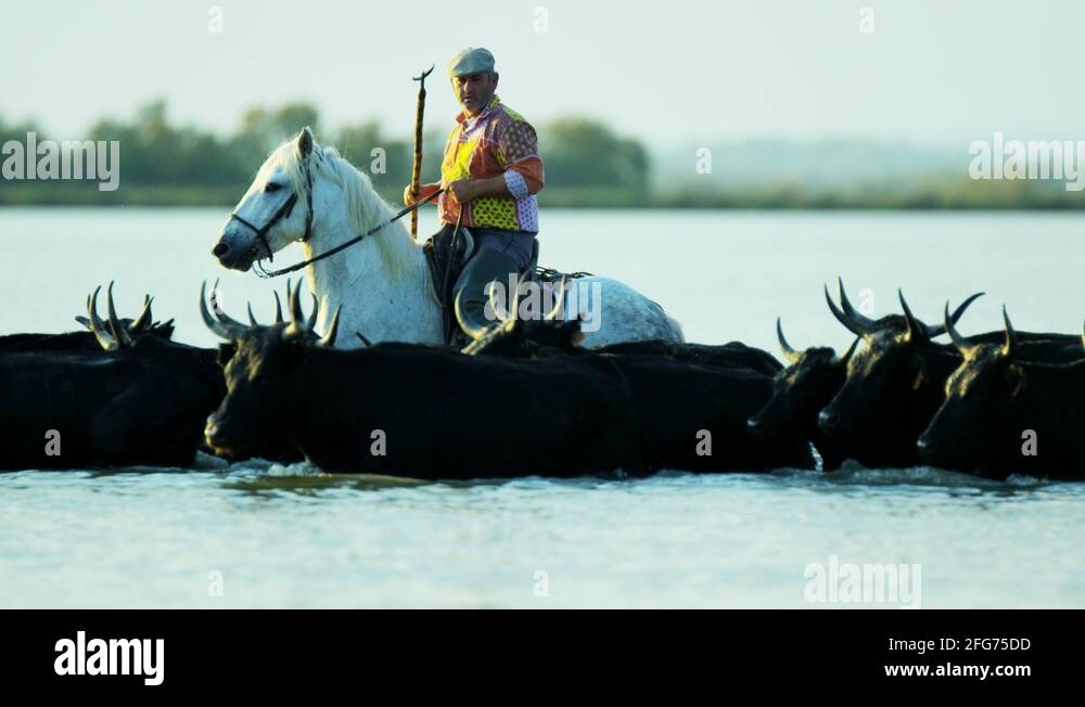 Horse rider sea Stock Videos & Footage - HD and 4K Video Clips - Alamy