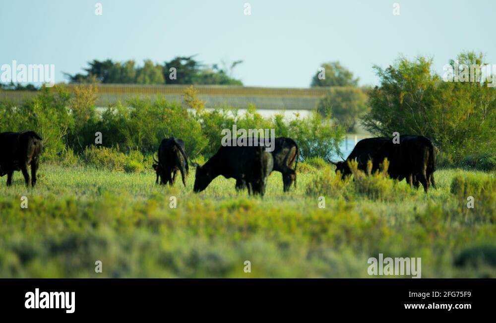 Guardian bull Stock Videos & Footage - HD and 4K Video Clips - Alamy