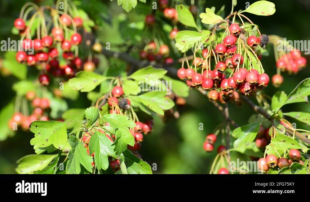 Hawthorn plant Stock Videos & Footage - HD and 4K Video Clips - Alamy