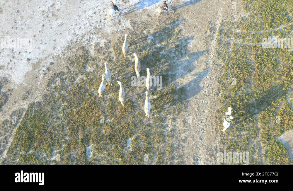 Camargue delta Stock Videos & Footage - HD and 4K Video Clips - Alamy