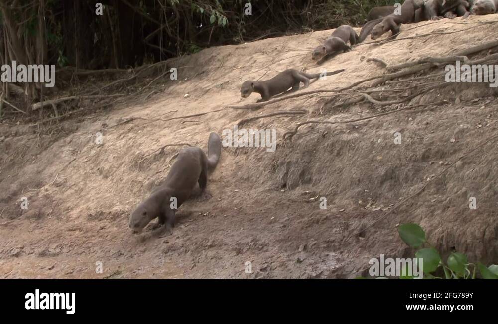Giant river otter family Stock Videos & Footage - HD and 4K Video Clips ...