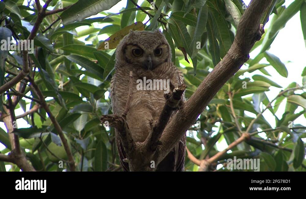 Owl preen Stock Videos & Footage - HD and 4K Video Clips - Alamy