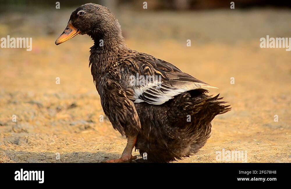 Body duck Stock Videos & Footage - HD and 4K Video Clips - Alamy