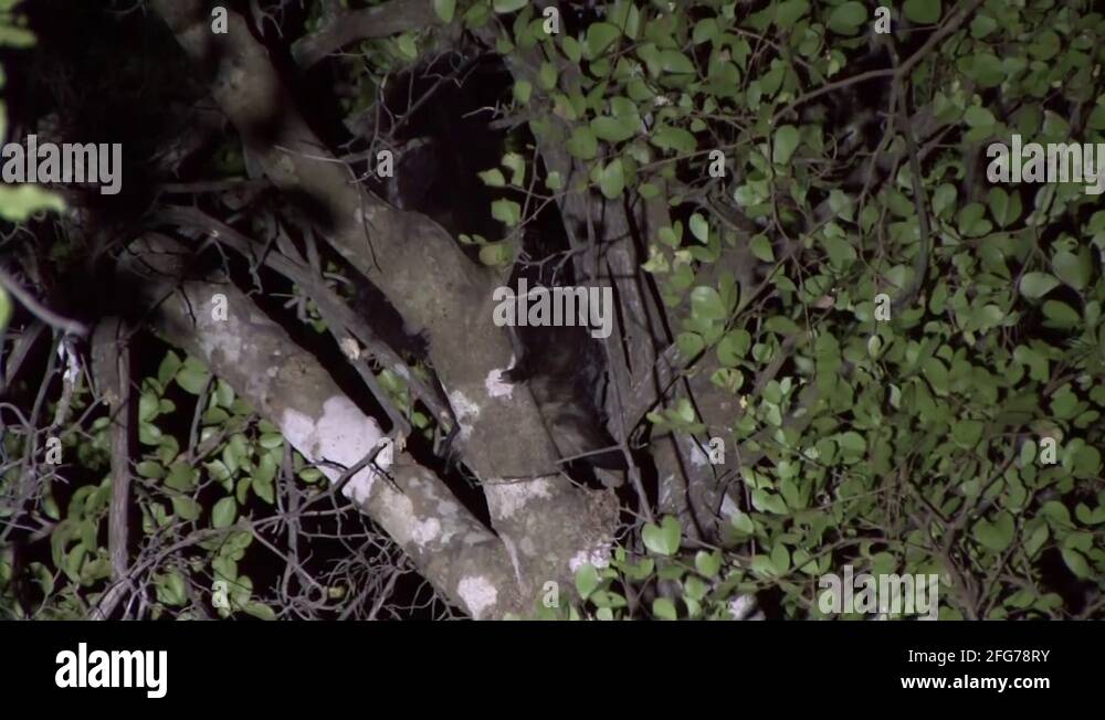 Aye Aye serach for larva in tree trunk with middle finger in the night ...