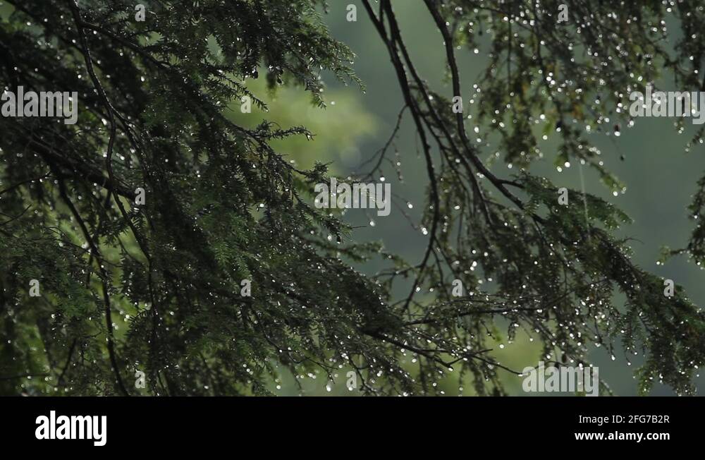 Sunlight after rainstorm Stock Videos & Footage - HD and 4K Video Clips ...