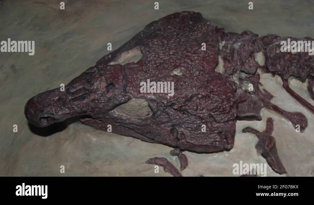 Texas fossil Stock Videos & Footage - HD and 4K Video Clips - Alamy