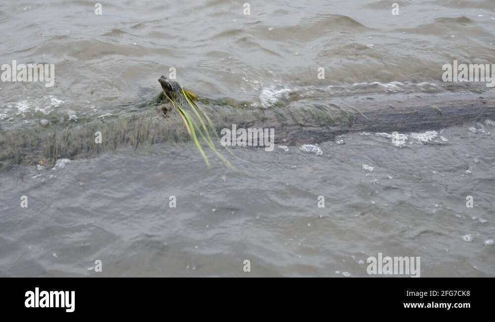 Water wave Stock Videos & Footage - HD and 4K Video Clips - Alamy