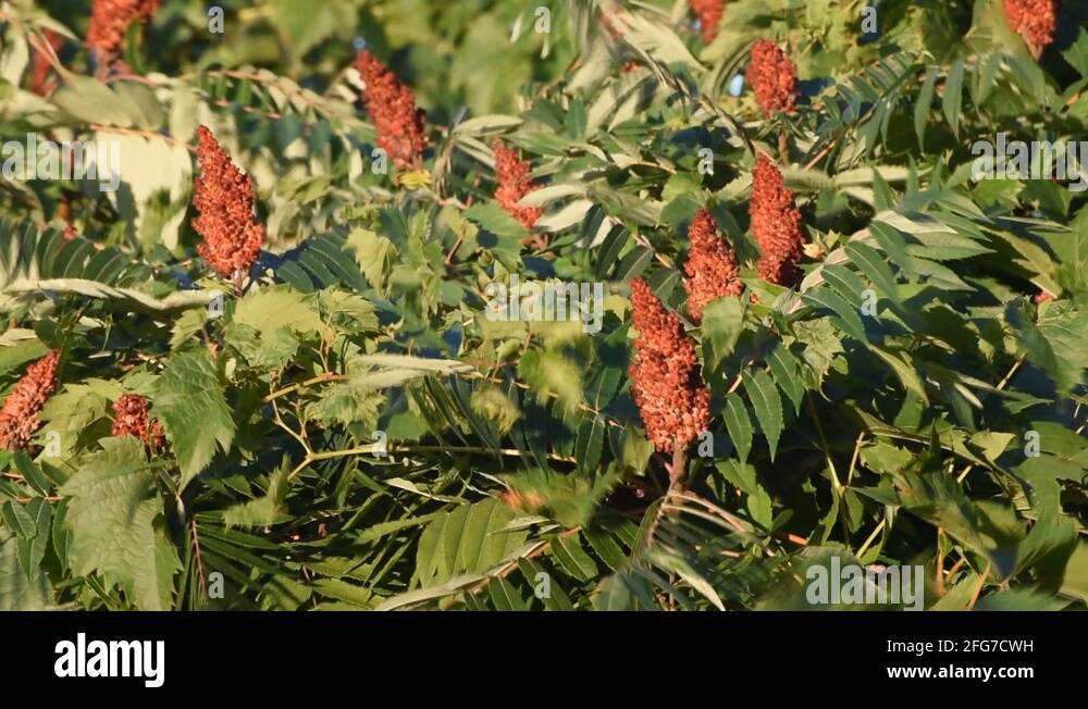 Sumac tree Stock Videos & Footage - HD and 4K Video Clips - Alamy