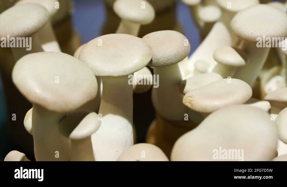 Brown enoki mushrooms Stock Videos & Footage - HD and 4K Video Clips ...